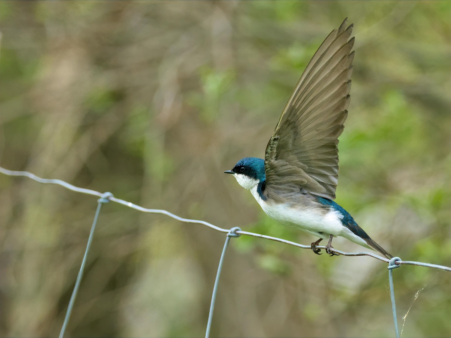 Πότε φεύγουν τα χελιδόνια; Οι ημερομηνίες και το εντυπωσιακό ταξίδι τους