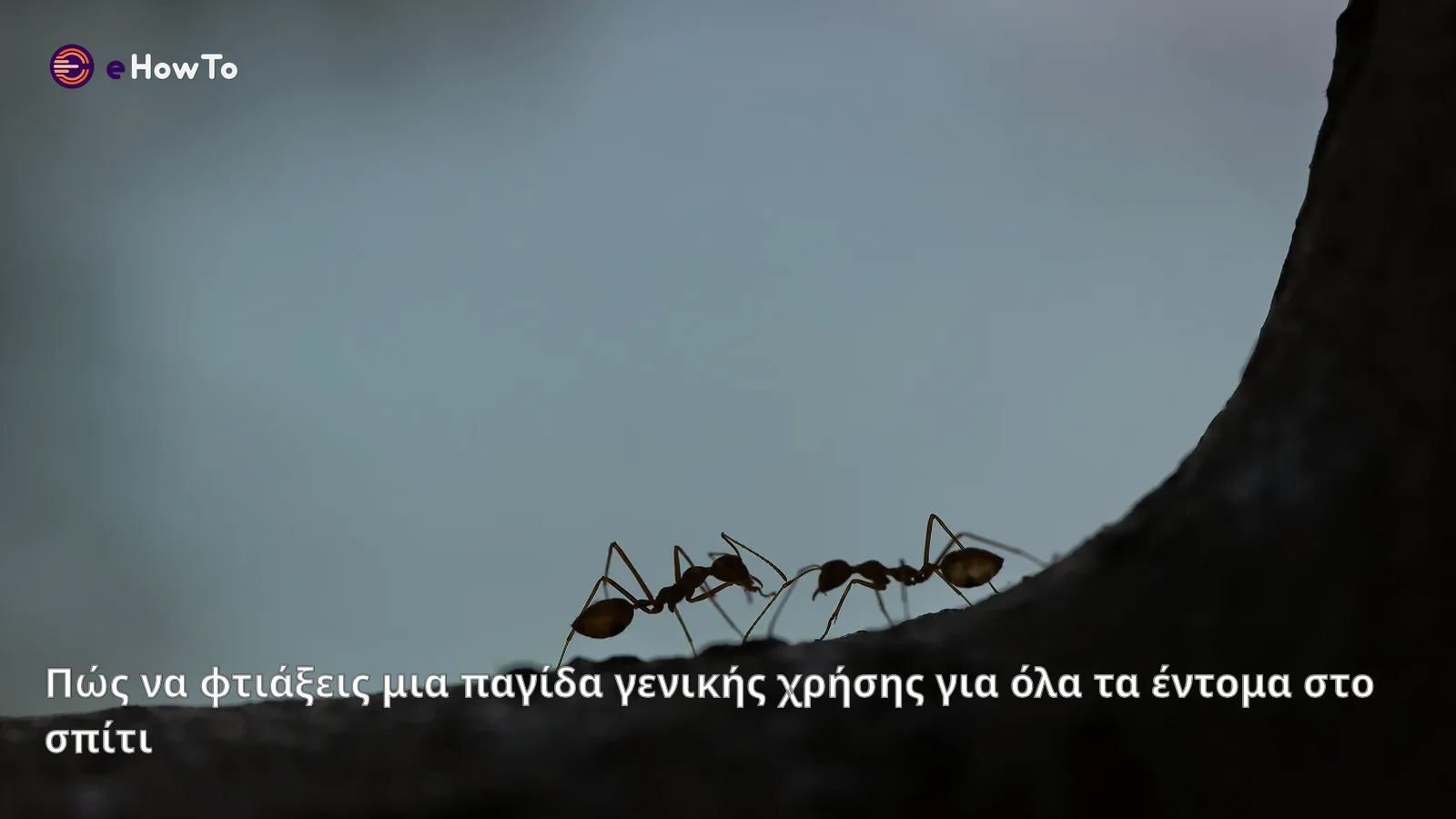 Πώς να φτιάξεις μια παγίδα γενικής χρήσης για όλα τα έντομα στο σπίτι