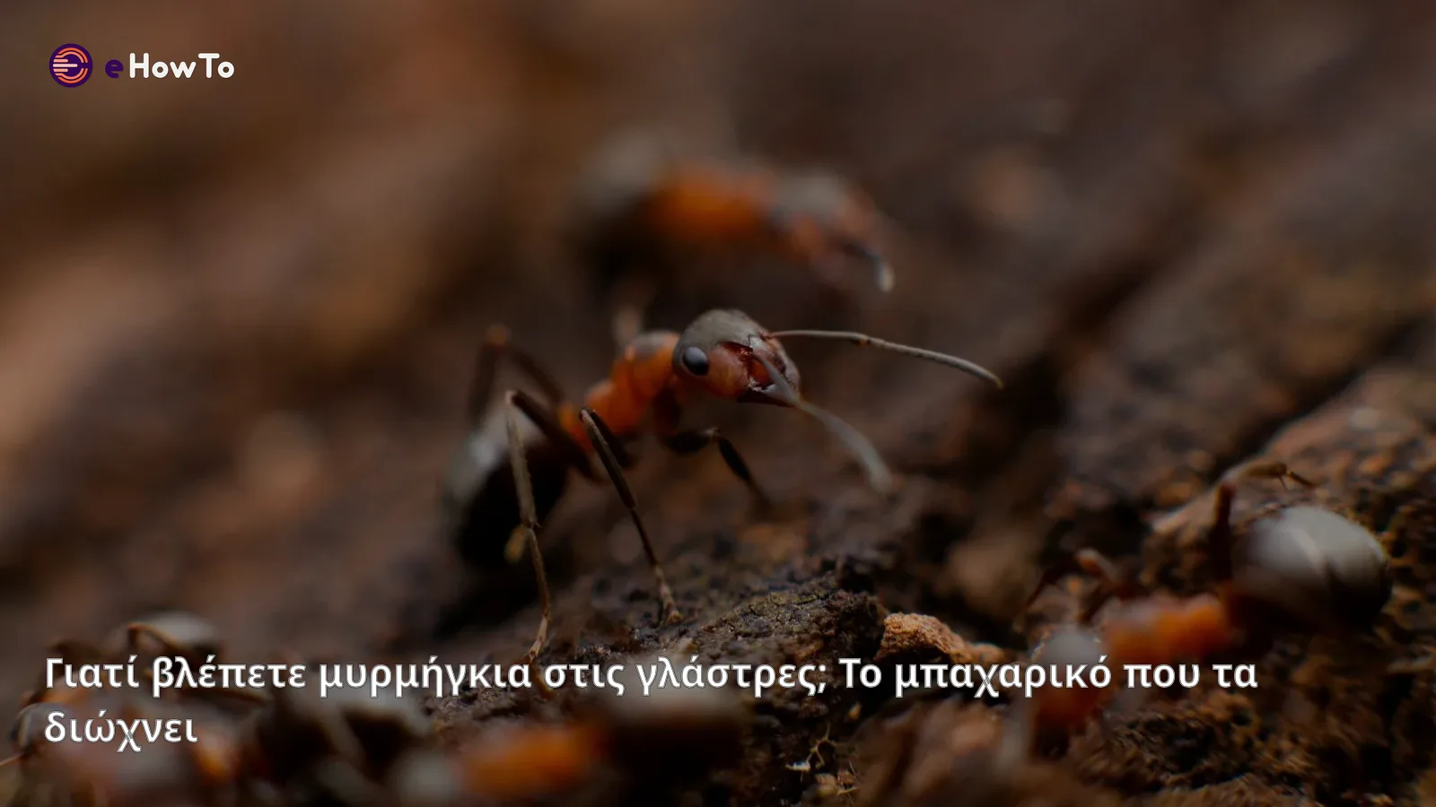 Γιατί βλέπετε μυρμήγκια στις γλάστρες; Το μπαχαρικό που τα διώχνει