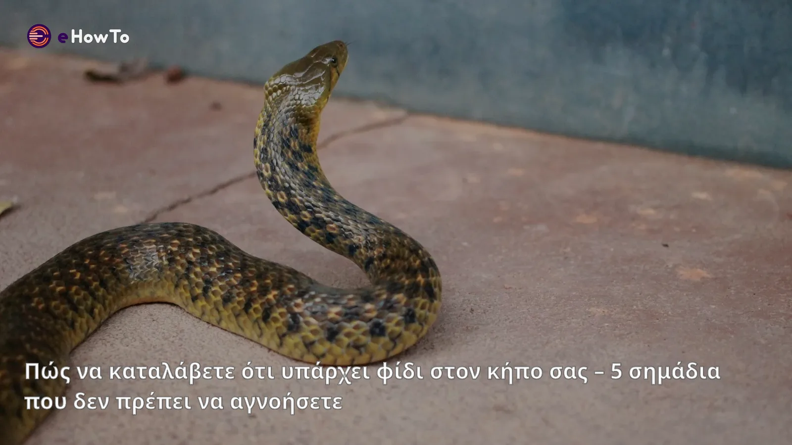 Πώς να καταλάβετε ότι υπάρχει φίδι στον κήπο σας – 5 σημάδια που δεν ...